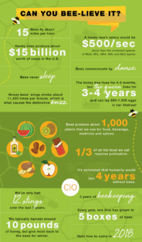 Infographic: The buzz on bees - C.O.nxt